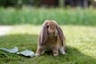 French Lop Rabbits Breed - Information, Temperament, Size & Price ...