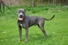 Presa Canario Dogs Breed - Information, Temperament, Size & Price ...
