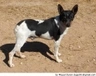 Perro Rater Mallorquín , El ratonero mallorquín: características y ...