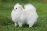 Pomeranian Dogs Breed - Information, Temperament, Size & Price | Pets4Homes