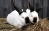 Himalayan Rabbits Breed - Information, Temperament, Size & Price ...