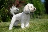 Poochon Dogs Breed - Information, Temperament, Size & Price | Pets4Homes