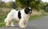 Landseer ECT Honden Ras: Karakter, Levensduur & Prijs | Puppyplaats