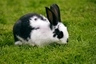 Giant Papillon Rabbits Breed - Information, Temperament, Size & Price ...