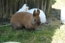 Thuringer Rabbits Breed - Information, Temperament, Size & Price ...
