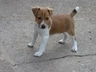 Plummer Terrier Dogs Breed - Information, Temperament, Size & Price ...