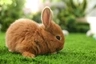 Thrianta Rabbits Breed | Facts, Information and Advice | Pets4Homes