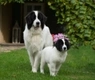 Landseer ECT Honden Ras: Karakter, Levensduur & Prijs | Puppyplaats