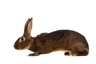 Belgian Hares Rabbits Breed - Information, Temperament, Size & Price ...