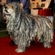 Bergamasco Dogs Breed - Information, Temperament, Size & Price | Pets4Homes