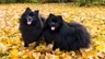 German Spitz Dogs Breed - Information, Temperament, Size & Price ...