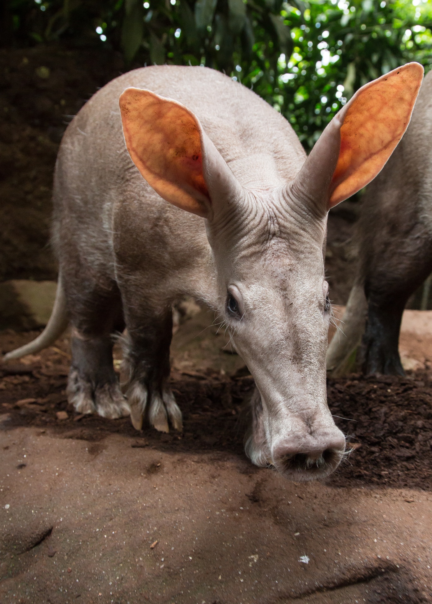 5 bijzondere dieren die je kunt spotten in de Nederlandse dierentuinen ...