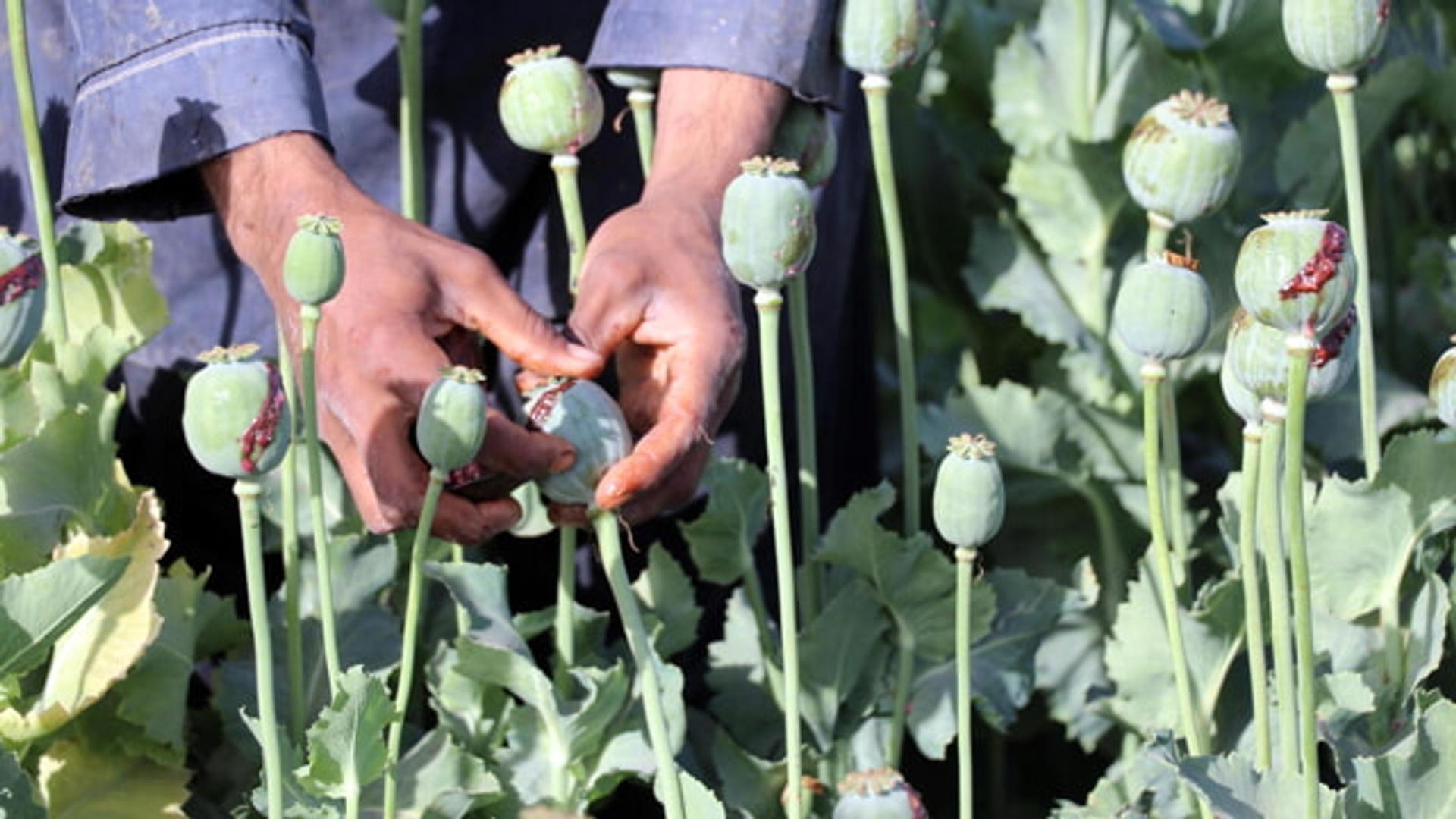 Il bando dei talebani alla produzione di oppio: impatto su mercato e ...