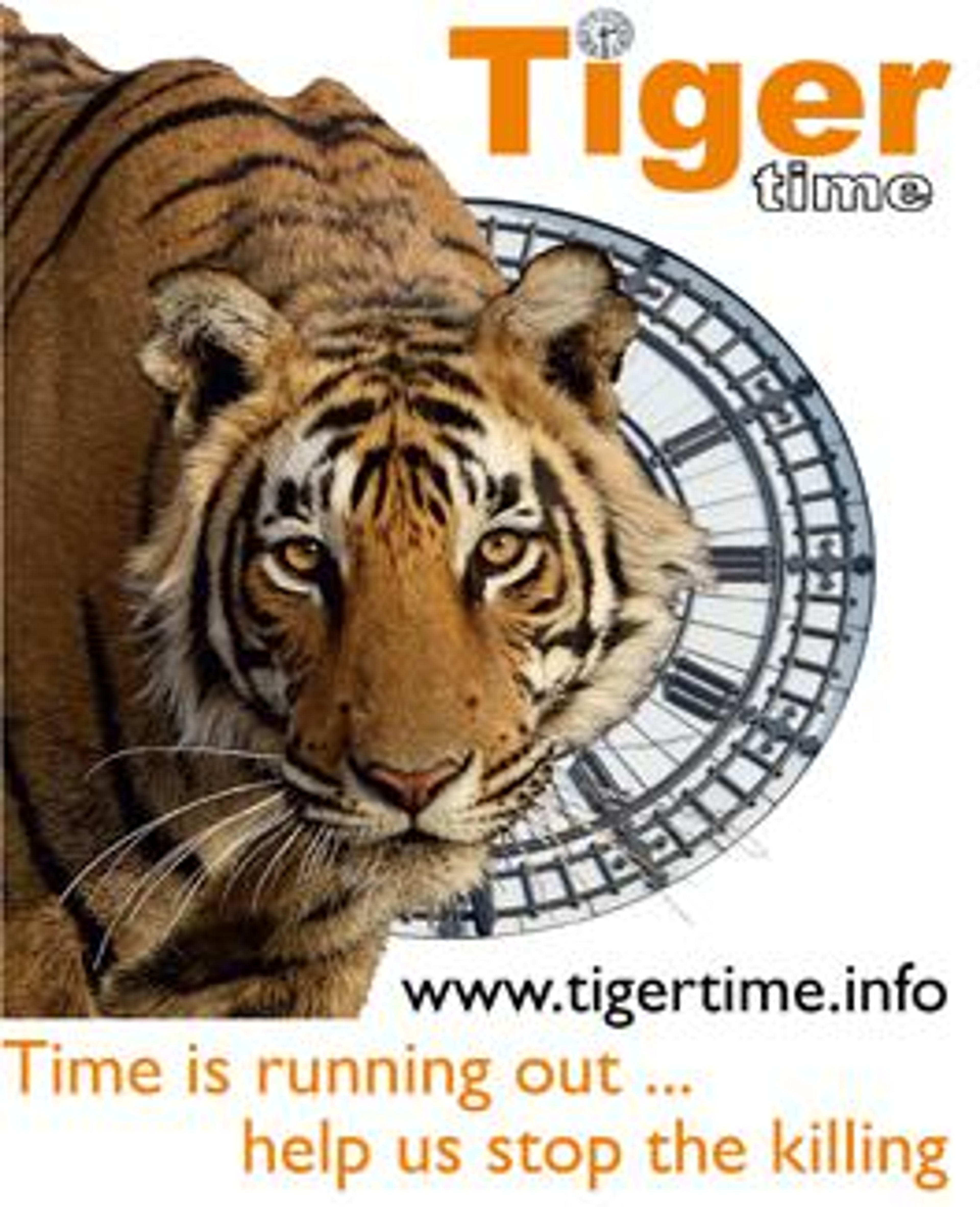 Paul McCartney | News | Paul Lends Support To Tiger Time