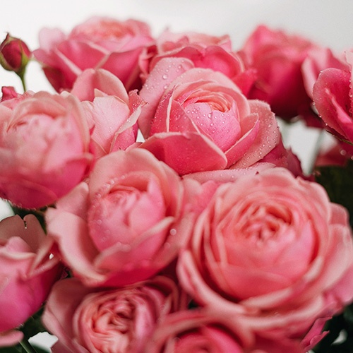 Which Flowers Are Named After Royals? | Interflora