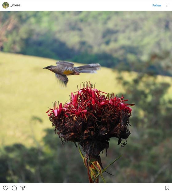 What to know about the Gymea Lily | Interflora