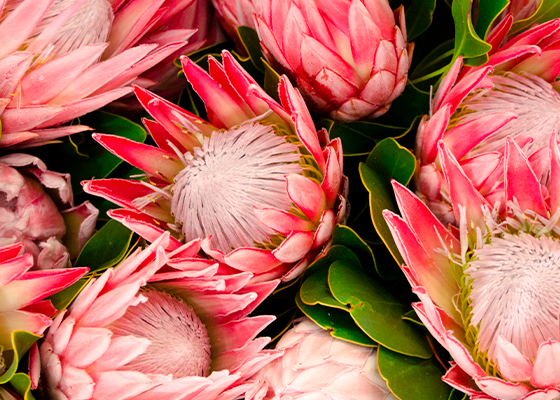 21 Autumn Flowers in Australia - A Seasonal Guide (2024)