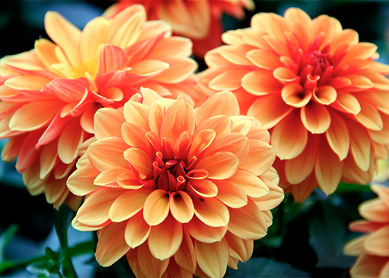 21 Autumn Flowers in Australia - A Seasonal Guide (2024)