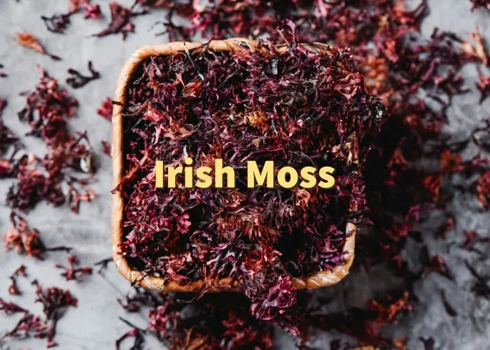Irish Moss vs. Sea Moss: What is the Difference and Does it Matter?