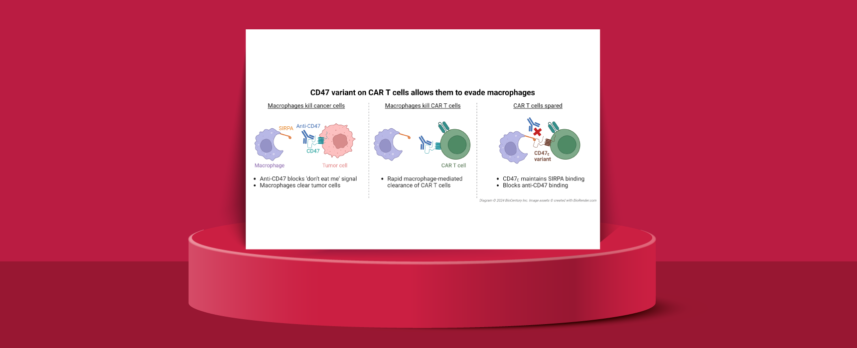 BioCentury - Science Spotlight: Engineered CD47 protects CAR T cells ...