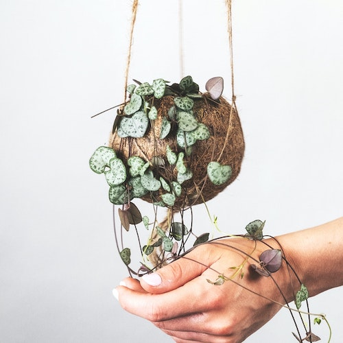 The Best Plants To Hang In Your Home | Interflora Australia