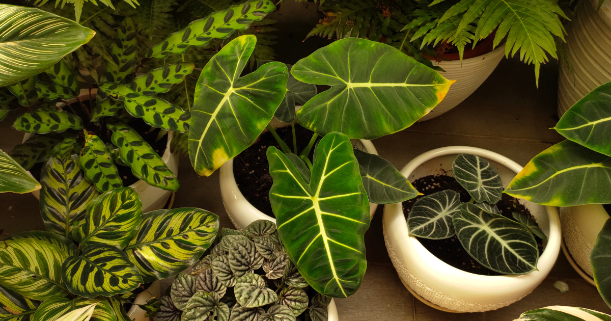Types Of Philodendron Houseplants 10 Rare Philodendron Varieties To