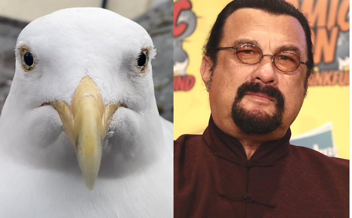 Feeding Steven: Die Möwe mit 300 Millionen Views und eigenem Merch