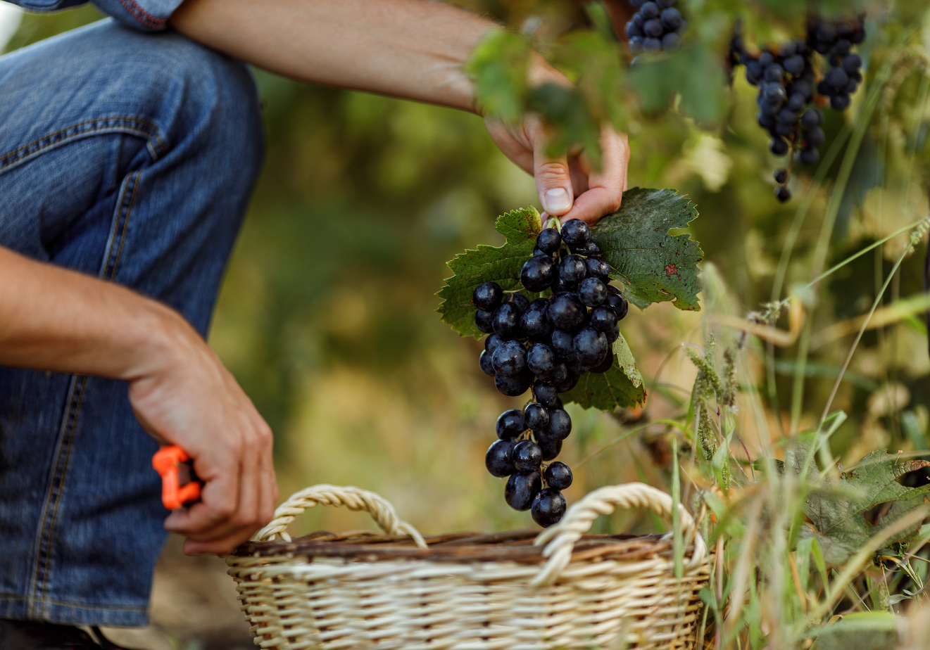 How to get a job at a winery | Jora