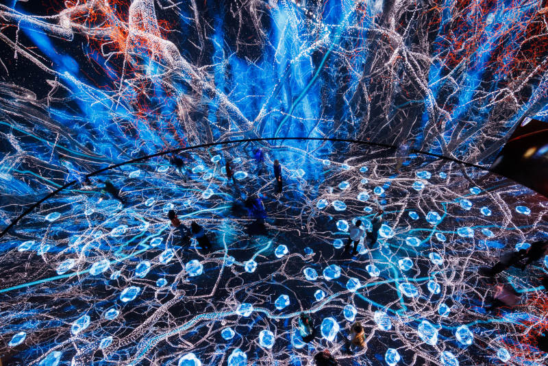 What To Expect at AMNH's Invisible Worlds Exhibit | CityPASS® Blog